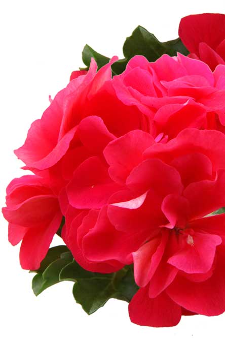 Calloway's Nursery | Dallas | Fort Worth | Texas