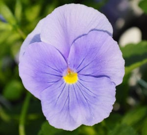 Matrix® Mixture Pansy | Calloway's Nursery