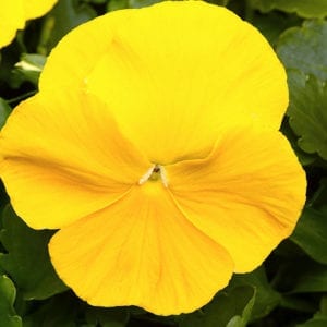 Matrix® Mixture Pansy | Calloway's Nursery