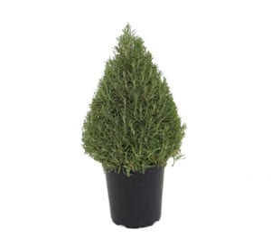 Rosemary Cone | Calloway's Nursery