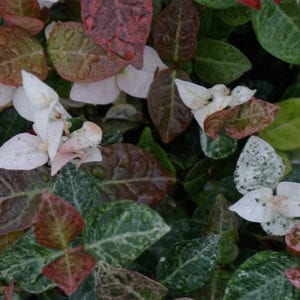 Snow-N-Summer™ Asian Jasmine | Calloway's Nursery