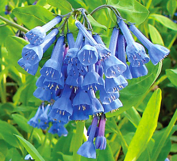 Bluebells | Calloway's Nursery