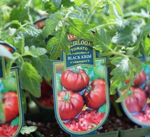 Chef Jeff's® Vegetables | Calloway's Nursery