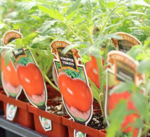 Chef Jeff's® Vegetables | Calloway's Nursery