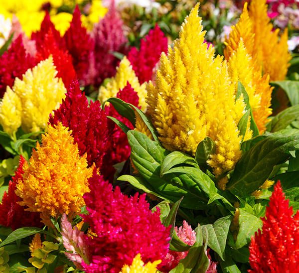 Celosia Flower Plant | Calloway's Nursery