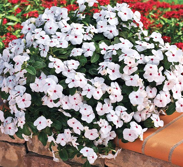 Cora® Cascade XDR Vinca | Calloway's Nursery