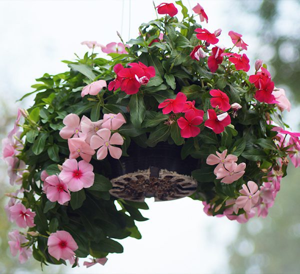 Cora® Cascade XDR Vinca | Calloway's Nursery