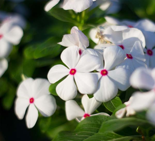 Cora® Cascade XDR Vinca | Calloway's Nursery