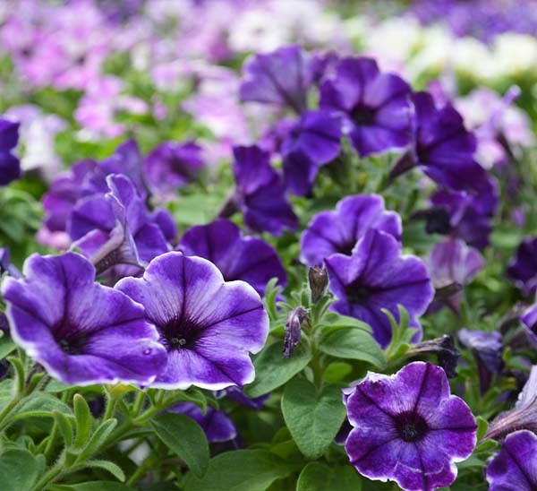 Crazytunia® Petunia | Calloway's Nursery
