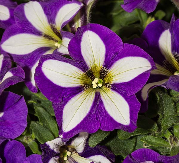 Crazytunia® Petunia | Calloway's Nursery