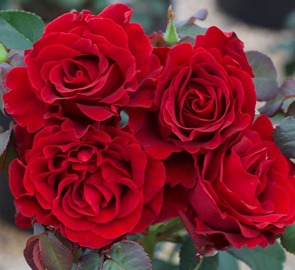 Dancing in the Dark™ Rose | Calloway's Nursery