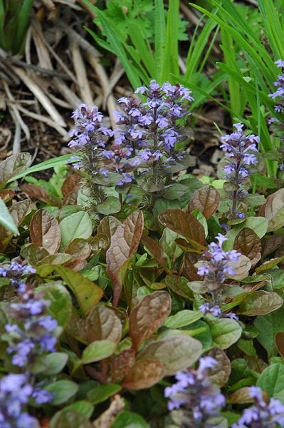 Perennials : Plants & Flowers | Calloway's Nursery | Cornelius
