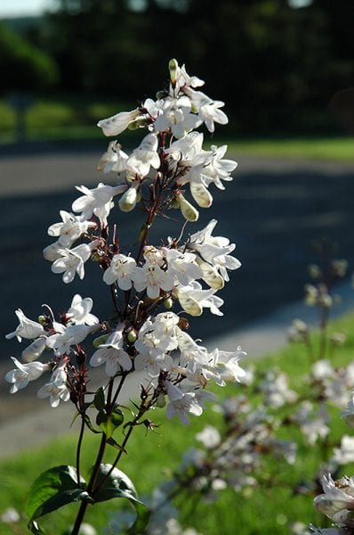 Perennials : Plants & Flowers | Calloway's Nursery | Cornelius