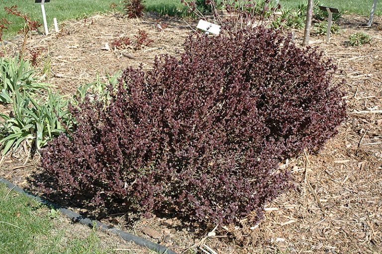 Shrubs : Plants & Flowers | Calloway's Nursery | Cornelius