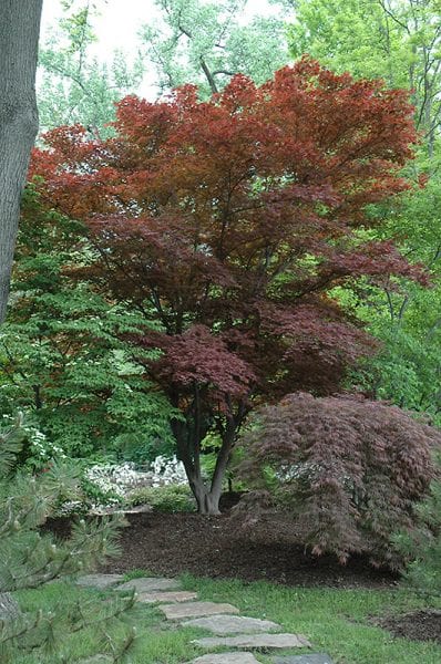 Oshio Beni Japanese Maple | Calloway's Nursery