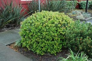 Dwarf Yeddo Hawthorn | Calloway's Nursery