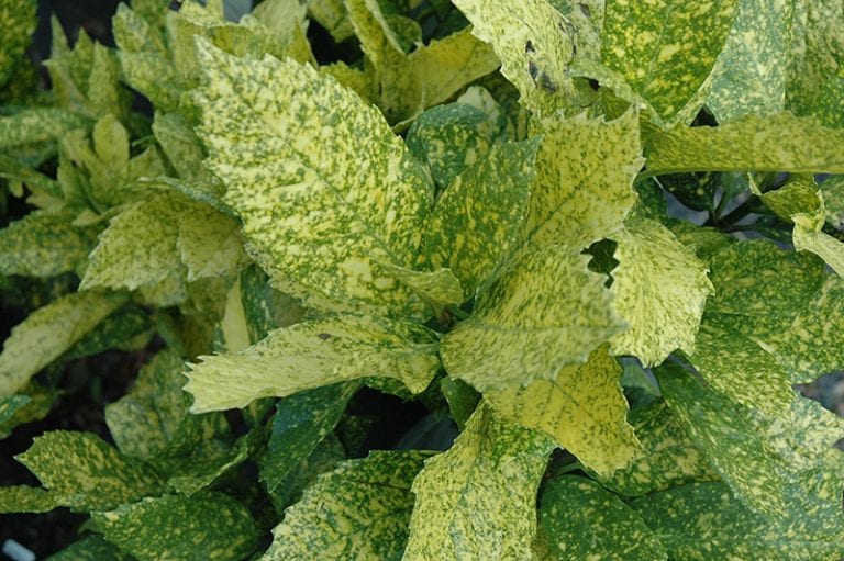 Shrubs : Plants & Flowers | Calloway's Nursery | Cornelius