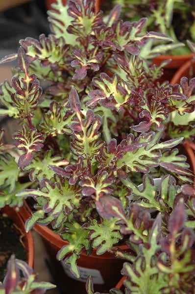 Merlin's Magic Coleus | Calloway's Nursery