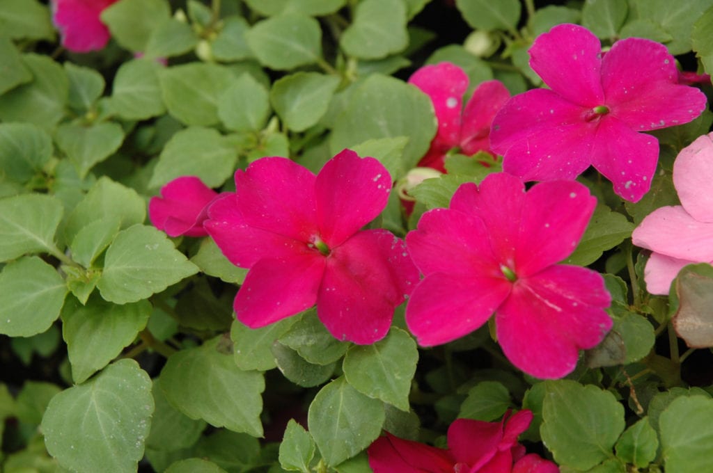 Super Elfin Violet Impatiens | Calloway's Nursery