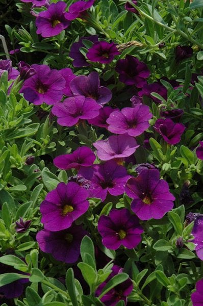 Cabaret Deep Blue Calibrachoa | Calloway's Nursery
