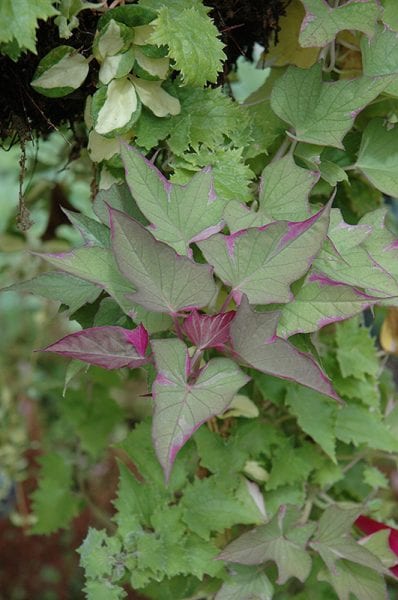 Tricolor Sweet Potato Vine | Calloway's Nursery