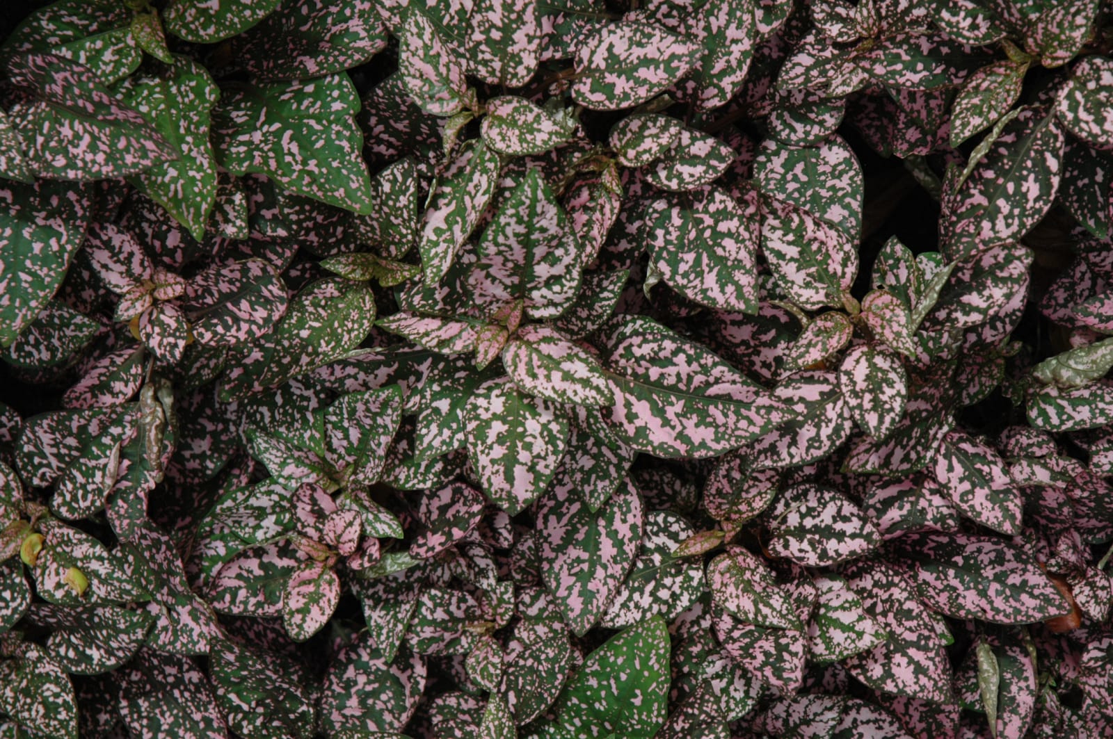 Pink Polka Dot Plant Ubicaciondepersonas cdmx gob mx Pink Polka Dot Plant Ubicaciondepersonas cdmx gob mx