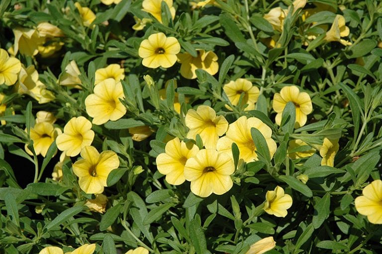 Cabaret Yellow Calibrachoa | Calloway's Nursery