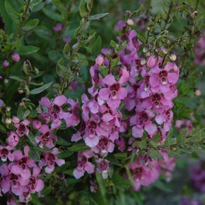 Archangel Dark Rose Angelonia | Calloway's Nursery