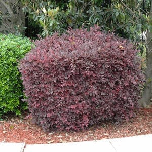 Purple Diamond® Fringe Flower | Calloway's Nursery