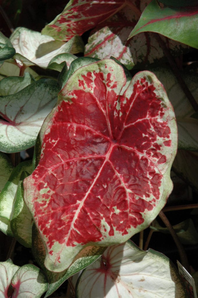Raspberry Moon Caladium | Calloway's Nursery