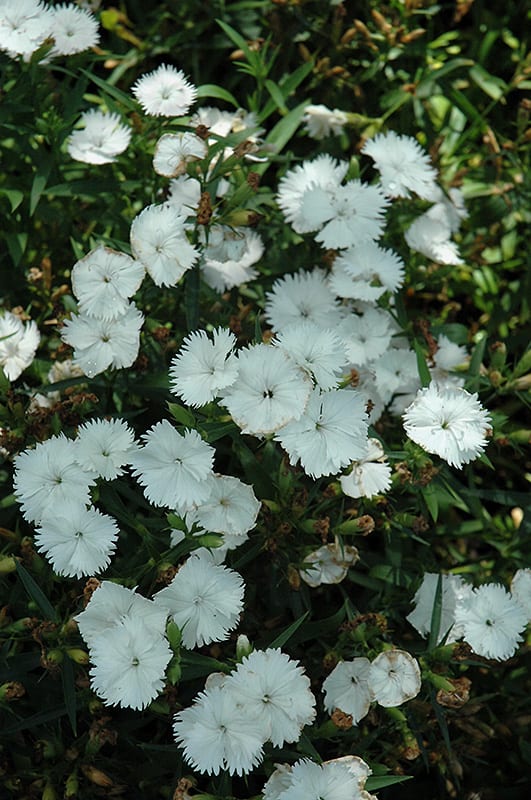 Ideal Select™ White Dianthus | Calloway's Nursery