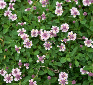 Frog Fruit | Calloway's Nursery