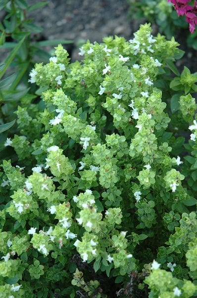 Boxwood Basil Plants | Calloway's Nursery