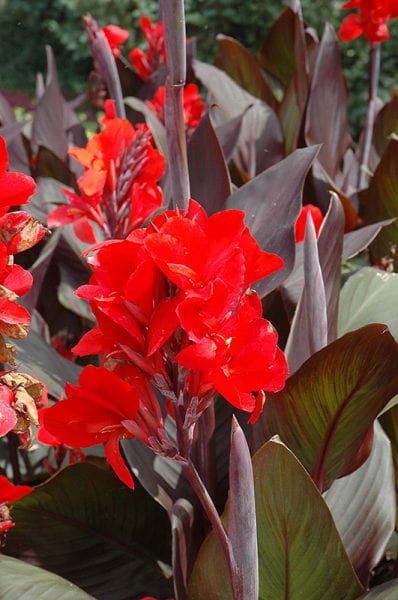 Cannova Bronze Scarlet Canna | Calloway's Nursery