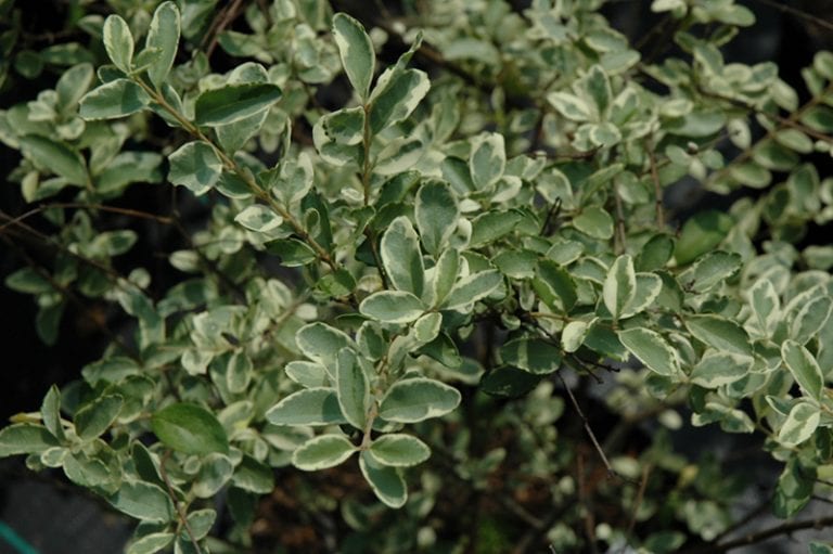 Variegated Privet