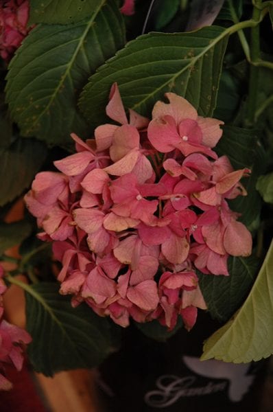 Shrubs : Plants & Flowers | Calloway's Nursery | Cornelius