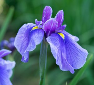 Iris | Calloway's Nursery