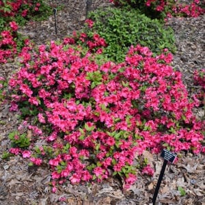 Red Ruffles Azalea – Calloway's Nursery