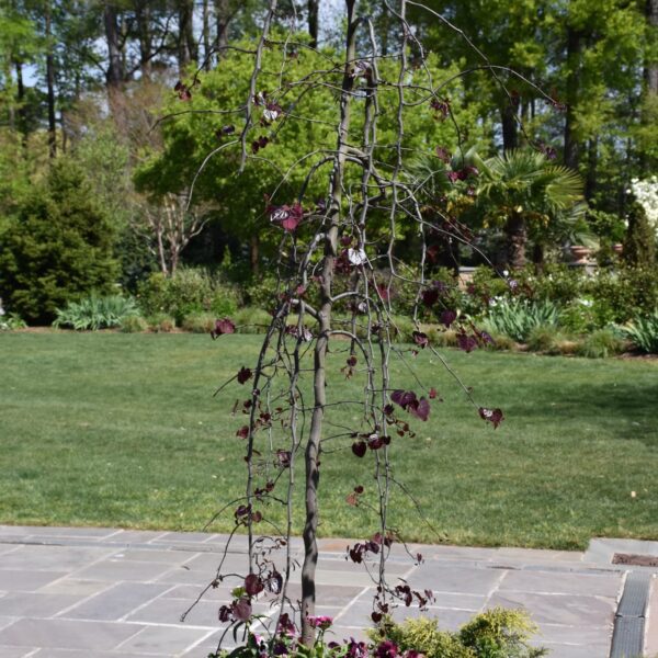 Ruby Falls Redbud - Calloway's Nursery