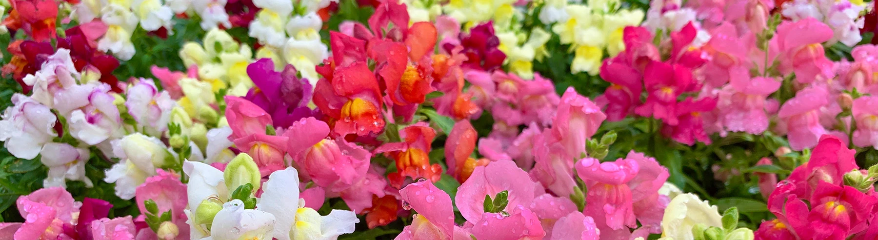 LD_I | Calloway's Nursery