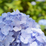 Nantucket Blue™ Hydrangea Flower Plant | Calloway's Nursery