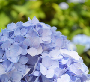 Nantucket Blue™ Hydrangea Flower Plant | Calloway's Nursery