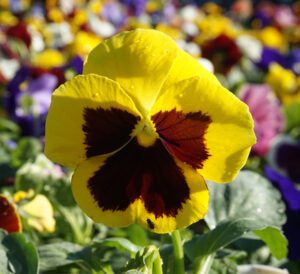Caladium Flower Plant | Calloway's Nursery