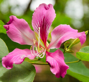 Orchid Tree | Calloway's Nursery