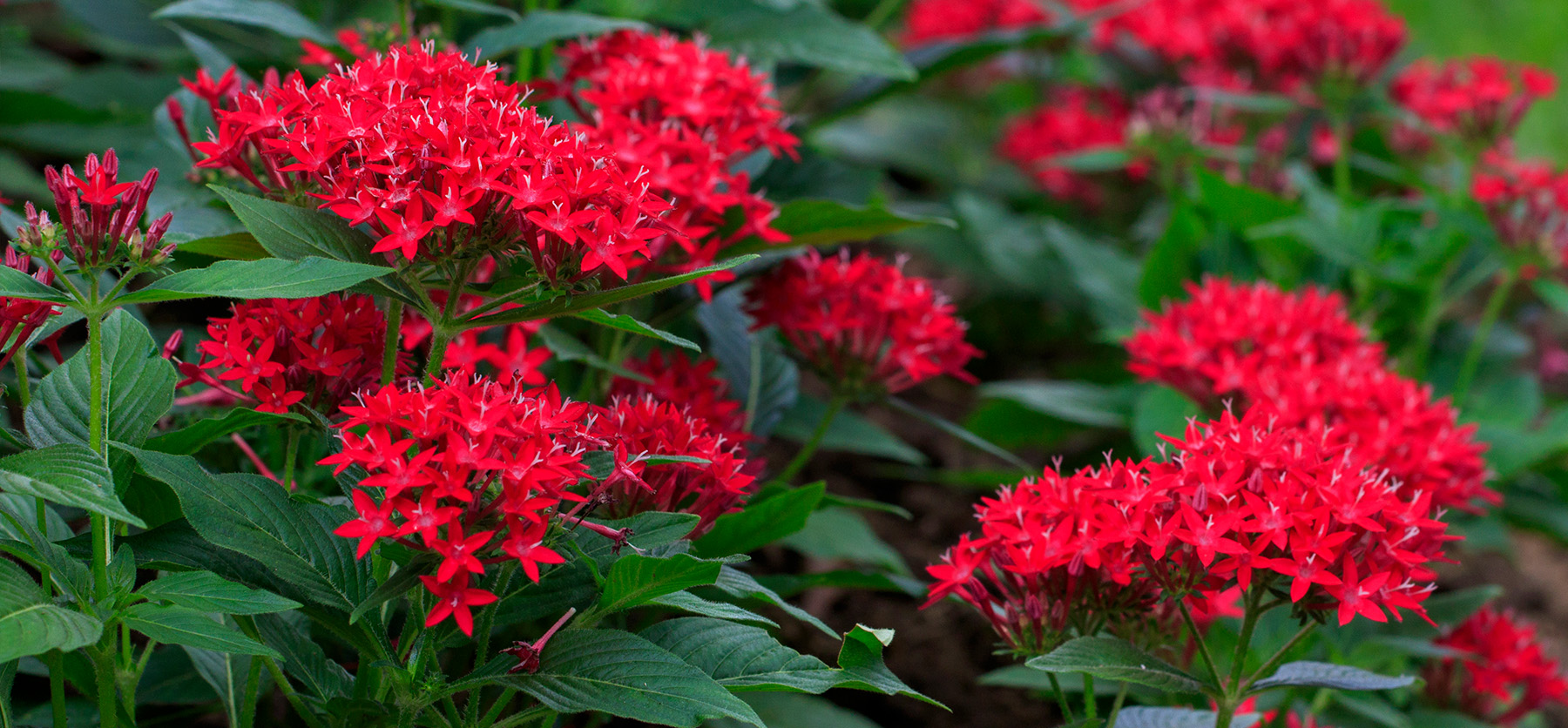 Pentas Banner | Calloway's Nursery