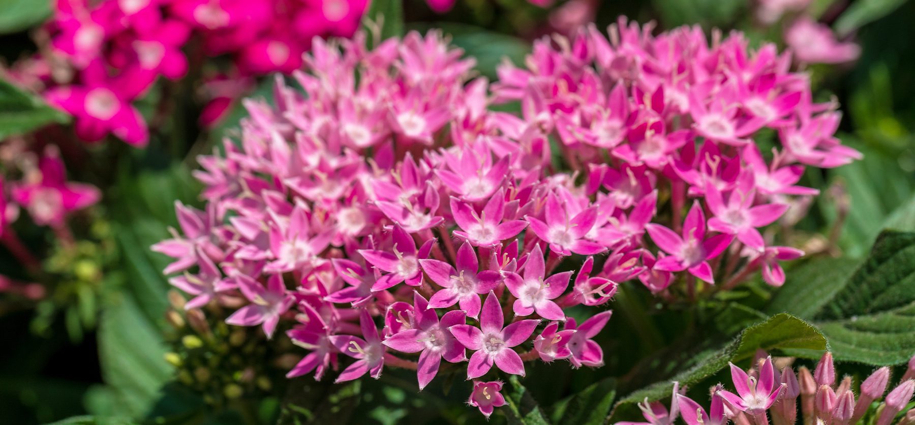 Pentas Banner | Calloway's Nursery