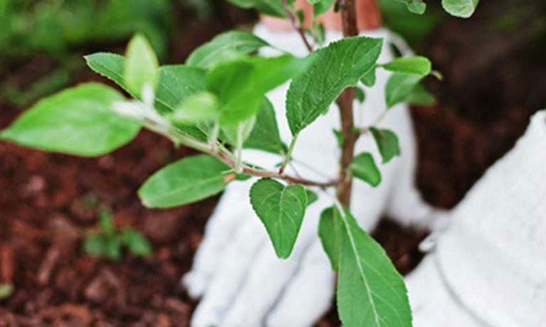 Pick & Plant : Garden Services | Calloway's Nursery