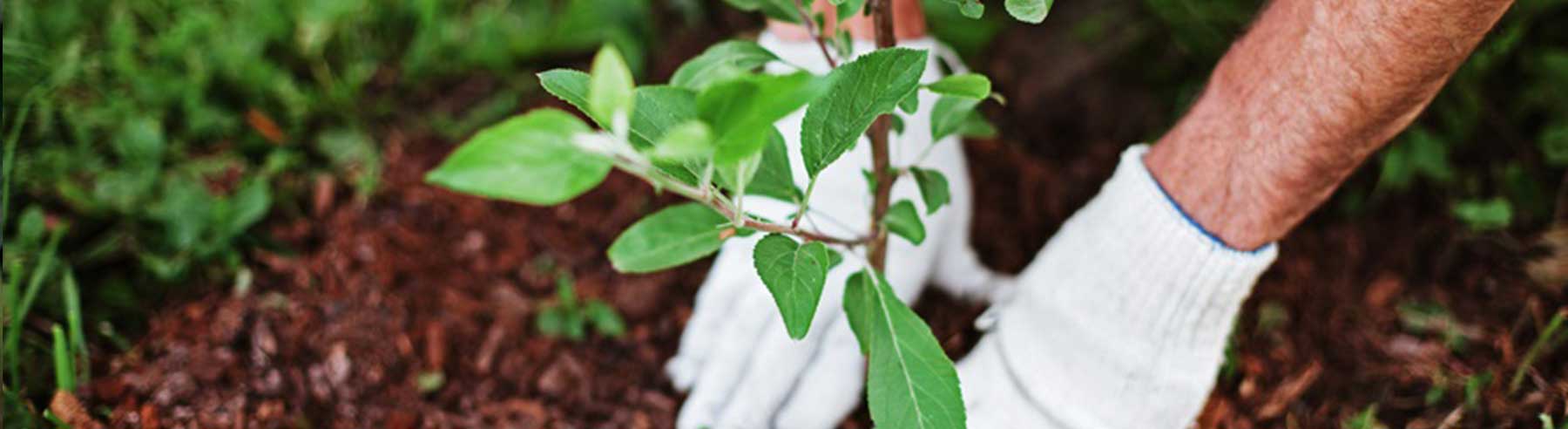 Pick & Plant : Garden Services | Calloway's Nursery