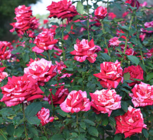 Avant Garde™ Rose | Calloway's Nursery