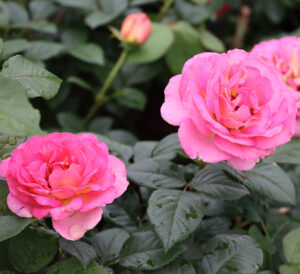Julie Andrews Rose | Calloway's Nursery